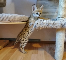 Disponibili bellissimi gattini Serval e F1 Savannah